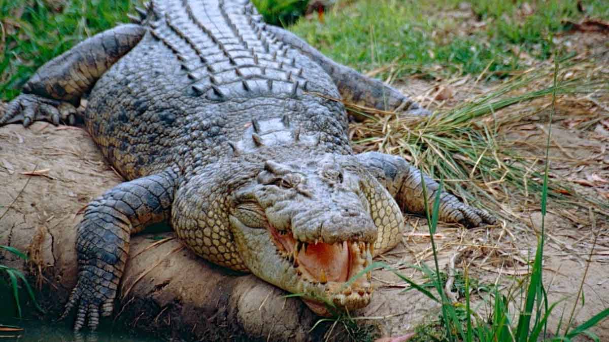 Crocodile Tears: क्यों झूठे होते हैं मगरमच्छ और घड़ियाल के आंसू? | why ...