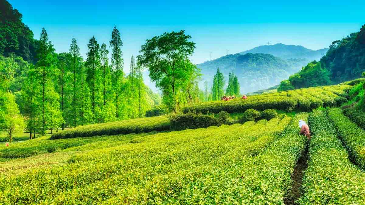 Visit These 5 Lesser-Heard Destinations In Tripura This Summer | Herzindagi