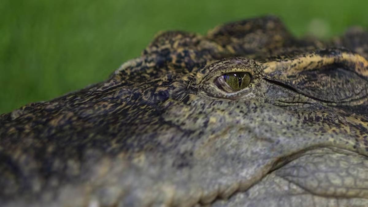 Crocodile Tears: क्यों झूठे होते हैं मगरमच्छ और घड़ियाल के आंसू? | why ...