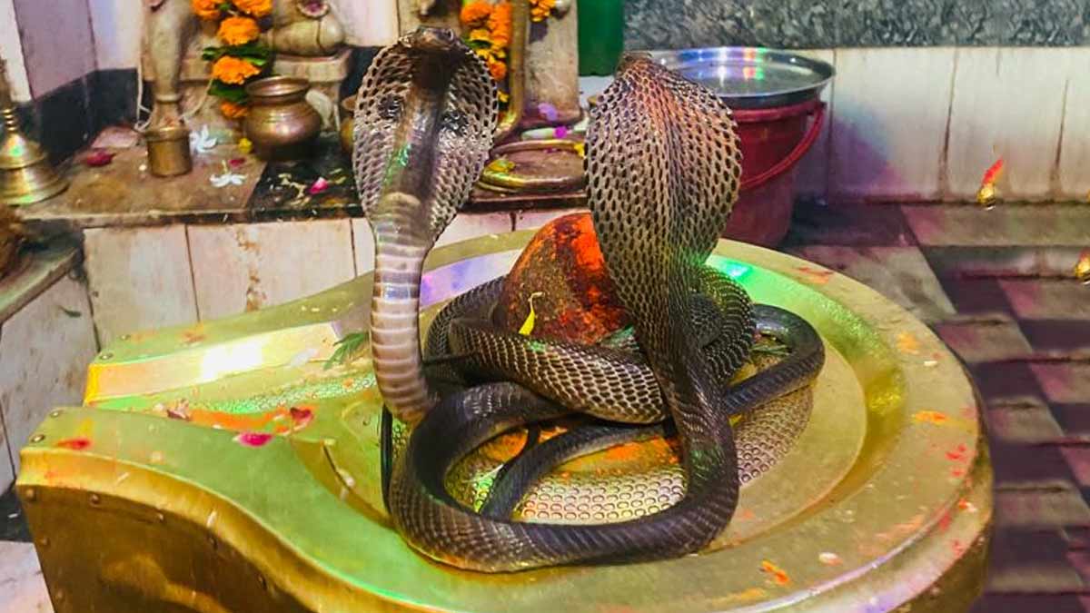 Nag Panchami 2023 Shiv Priy Naga: भगवान शिव के प्रिय हैं ये नाग, इनकी ...
