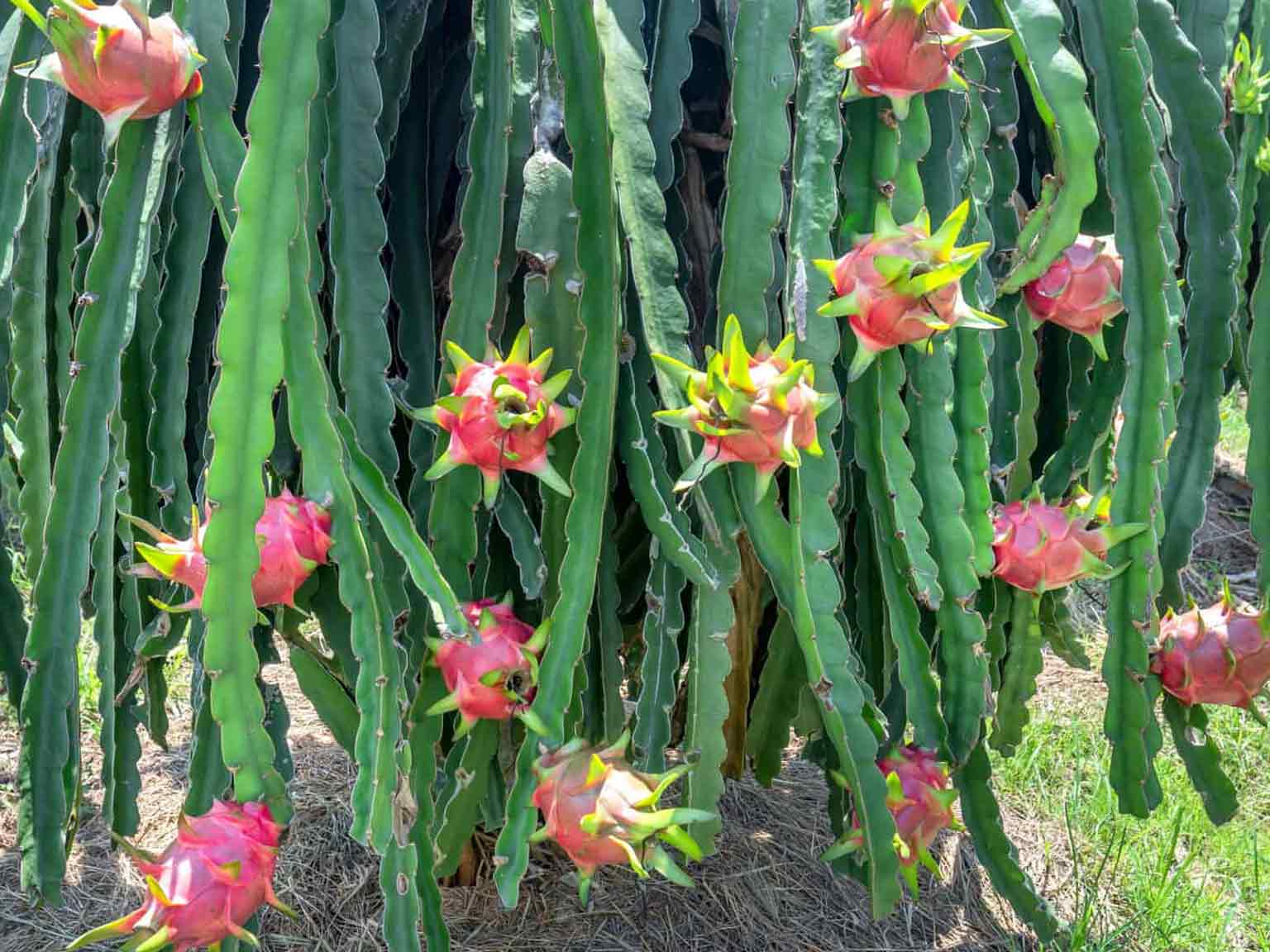 Dragon fruit farming- ड्रैगन फ्रूट के पौधे को घर में लगाने से क्या हैं ...