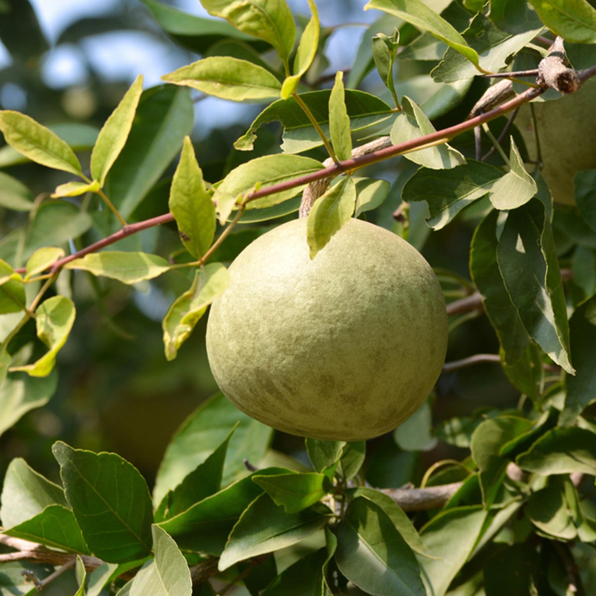 शिव जी को करना चाहते हैं प्रसन्न, तो सावन में चढ़ाएं ये फल | favorite ...