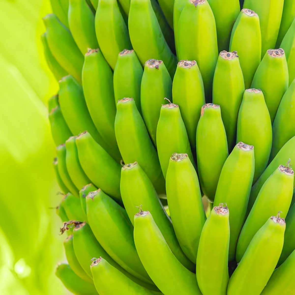 भारतीय केले की इन मशहूर वैरायटी के बारे में आप भी जानें | famous indian ...