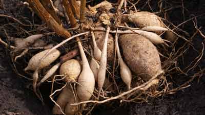 श्रीराम ने वनवास के दौरान खाया था यह कंद-मूल , जानें इससे जुड़े रोचक ...