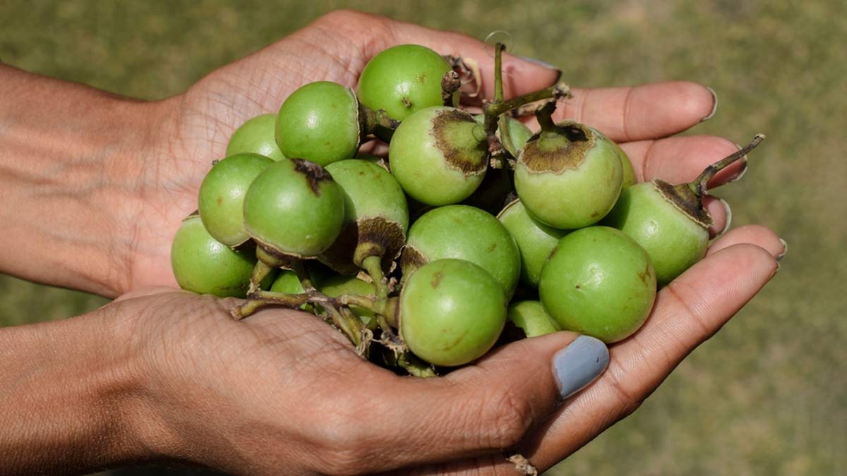 Rare Fruits: ये है भारतीय दुर्लभ फल, जो मात्र दो महीने के लिए बाजार में ...