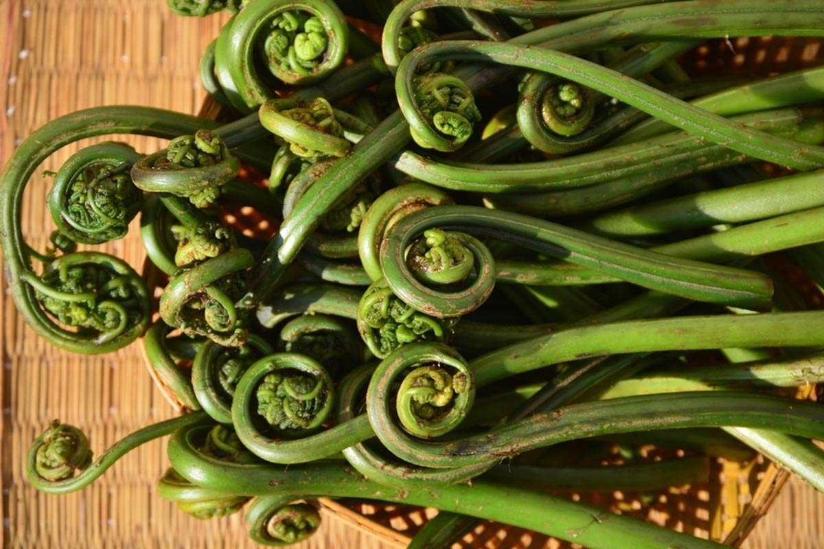 सेहत के लिए बेहद फायदेमंद है यह पहाड़ी सब्जी, अन्य क्षेत्रों के लिए है ...