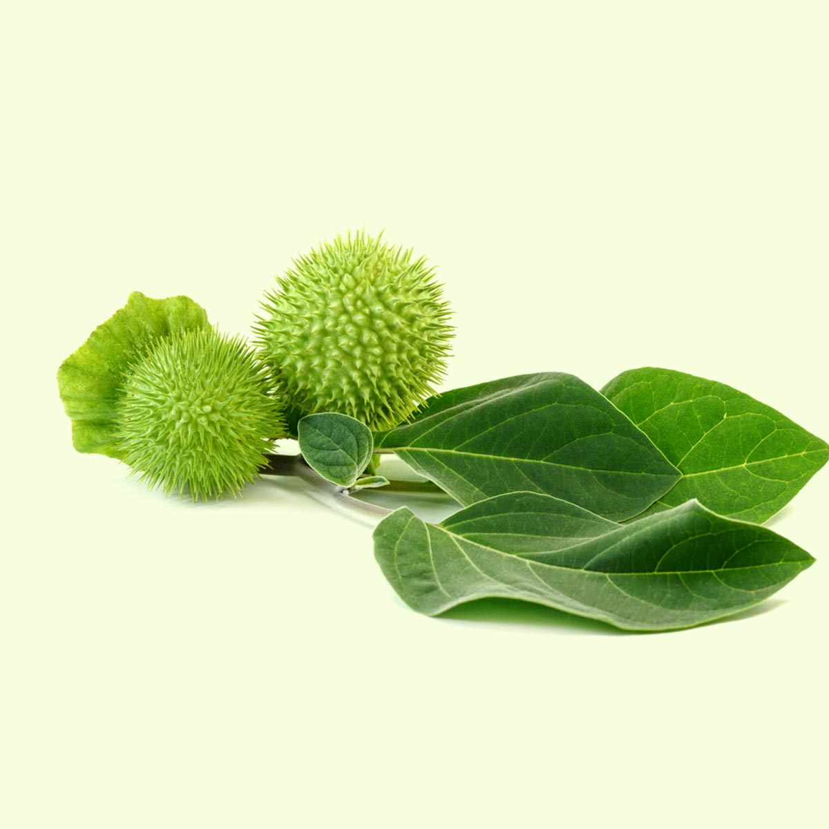 शिव जी को करना चाहते हैं प्रसन्न, तो सावन में चढ़ाएं ये फल | favorite ...