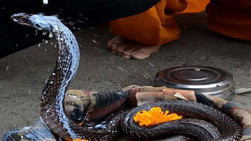 Nag Panchami 2023: नाग पंचमी के दिन राशिनुसार करें इन मंत्रों का जाप ...