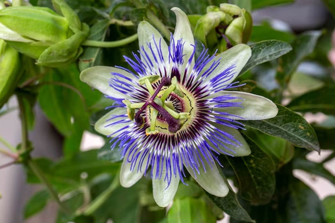 Krishna Janmashtami 2023: इस फूल को कहा जाता है Rakhi Flower, भगवान ...