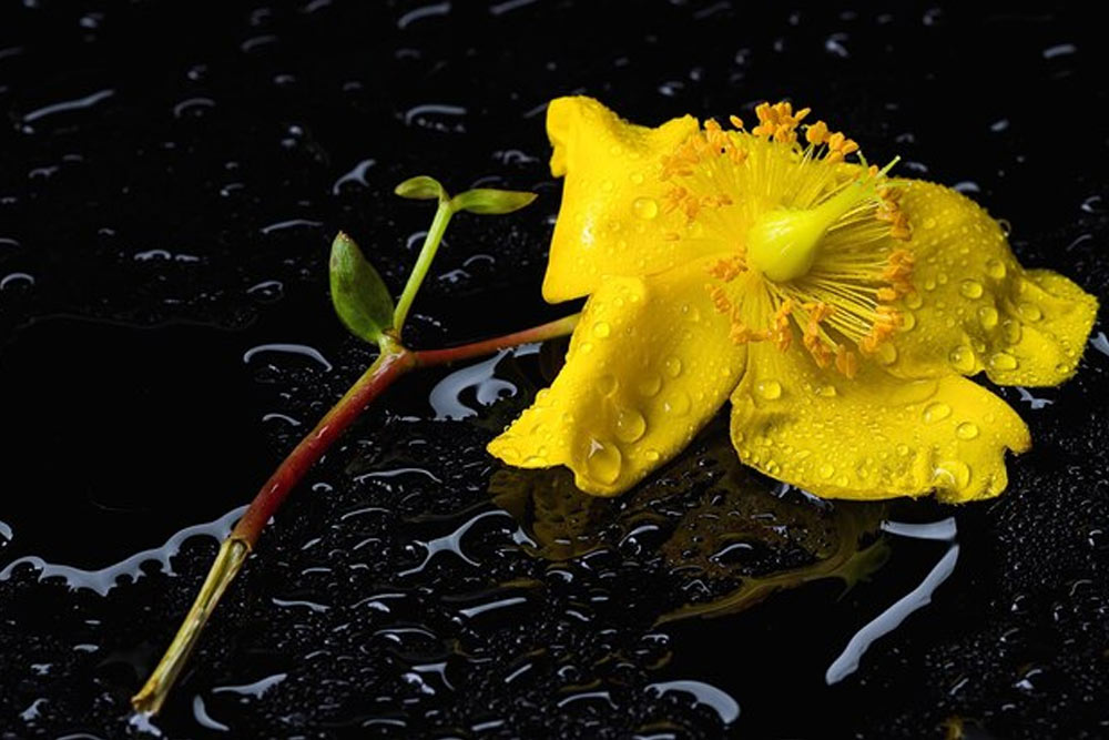 गुलाब से कम नहीं है रेननकुलस के फूल, यूं लगाएं पौधा | how to grow ...