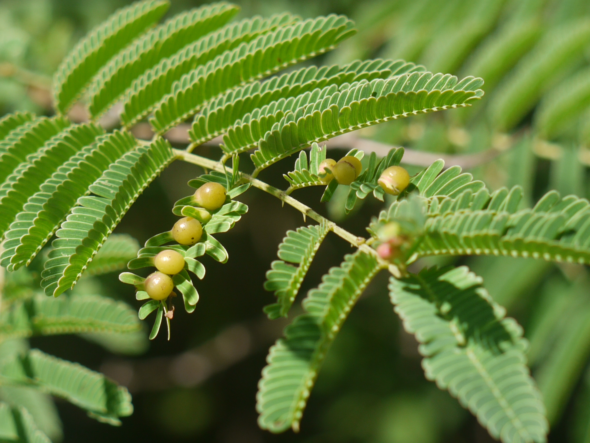 Gardening Tips: कम पानी की लागत वाले कीकर पेड़ को घर पर लगाने के लिए ...