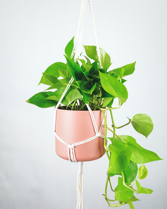 Discover The 8 Fastest Growing Houseplants To Elevate Your Space ...