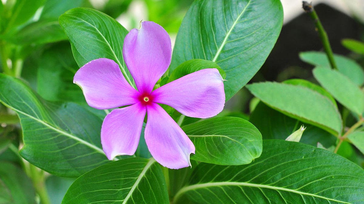 New Year 2024: नए साल से पहले गार्डन में जरूर लगाएं फूलों वाले ये ...