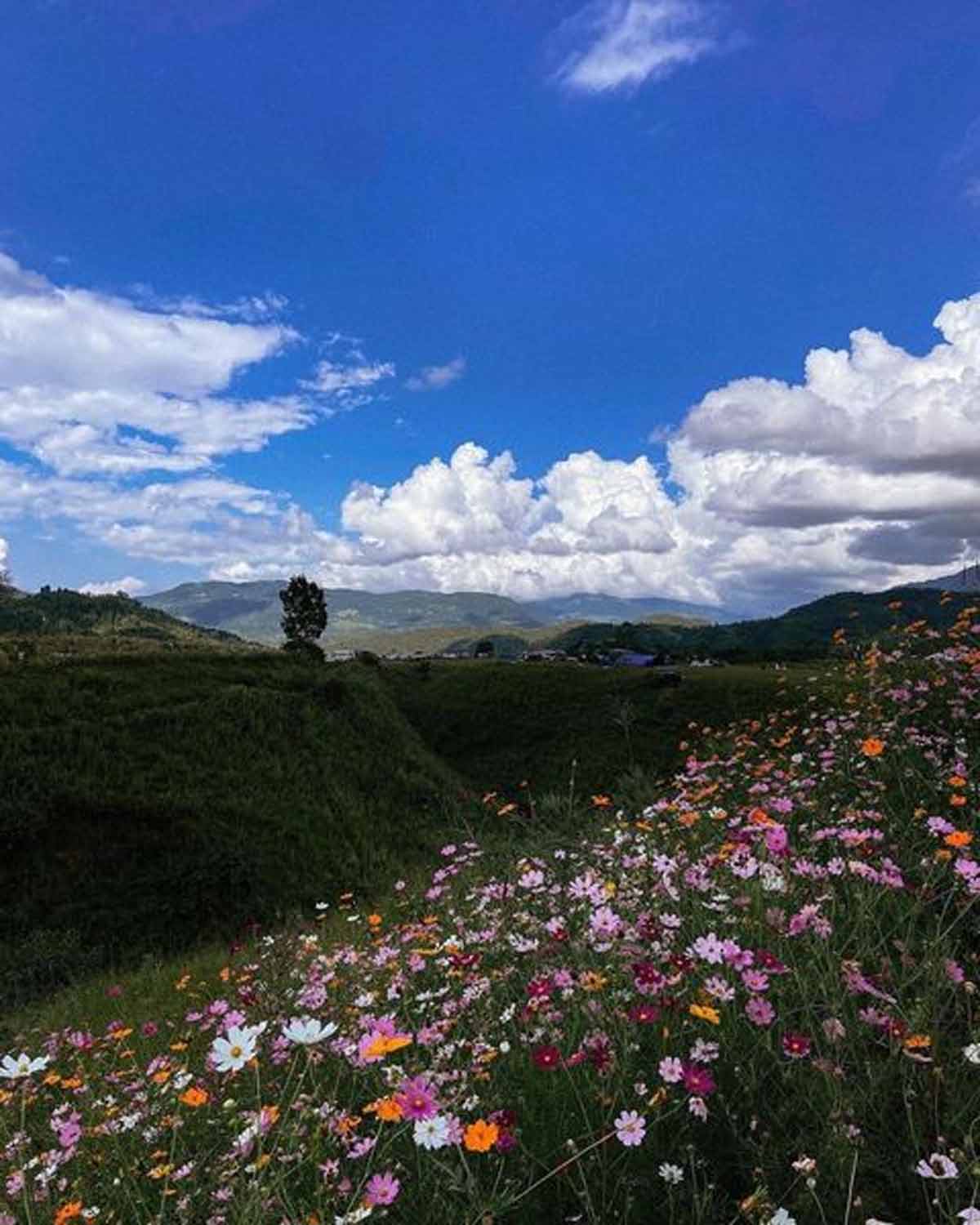 सेनापति की खूबसूरती के आगे मसूरी-नैनीताल भी लगता है फीका | best places ...