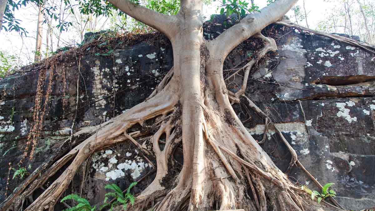 Banyan Tree: घर में बरगद का उगना देता है ये गंभीर संकेत | banyan tree ...