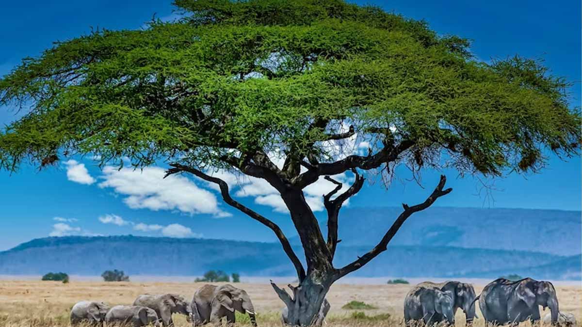 5 Best International Safari Destinations For Wildlife Lovers | HerZindagi