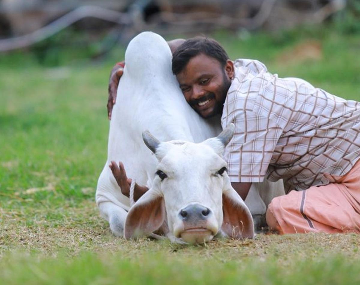 सिर्फ वैलेंटाइन डे नहीं अब 14 फरवरी को मनाएं Cow Hug Day | animal ...