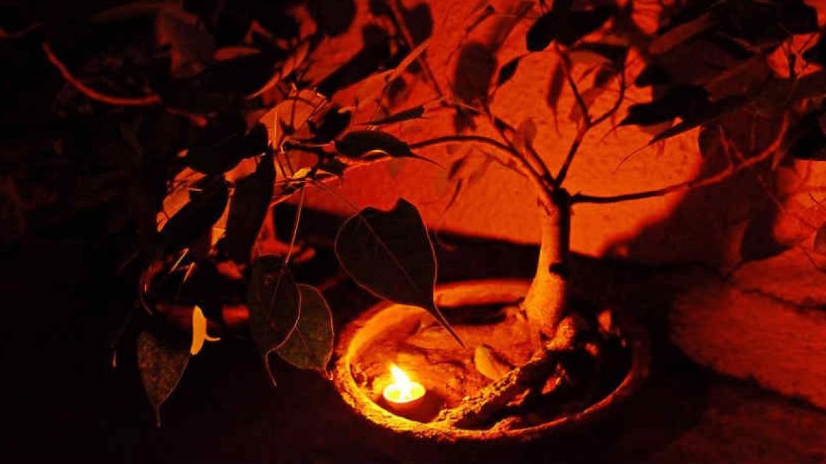 Falgun Amavasya 2023 Peepal Puja: फाल्गुन अमावस्या पर क्यों है पीपल की ...
