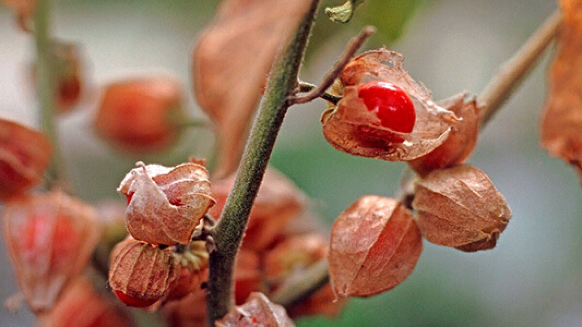 क्या आप जानती हैं घर पर कितनी आसानी से उगाया जा सकता है अश्वगंधा का ...
