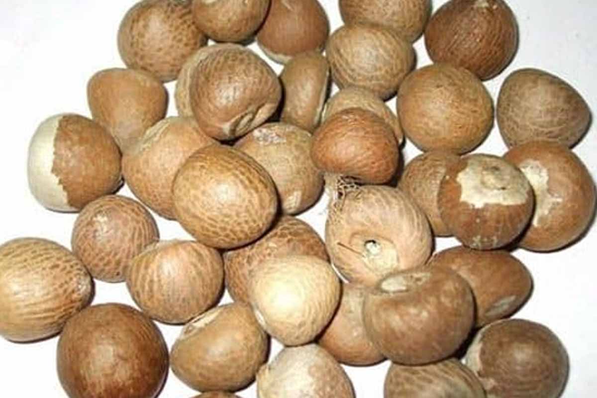 आप भी गार्डन में आसानी से लगा सकते हैं सुपारी का पौधा | how to grow ...