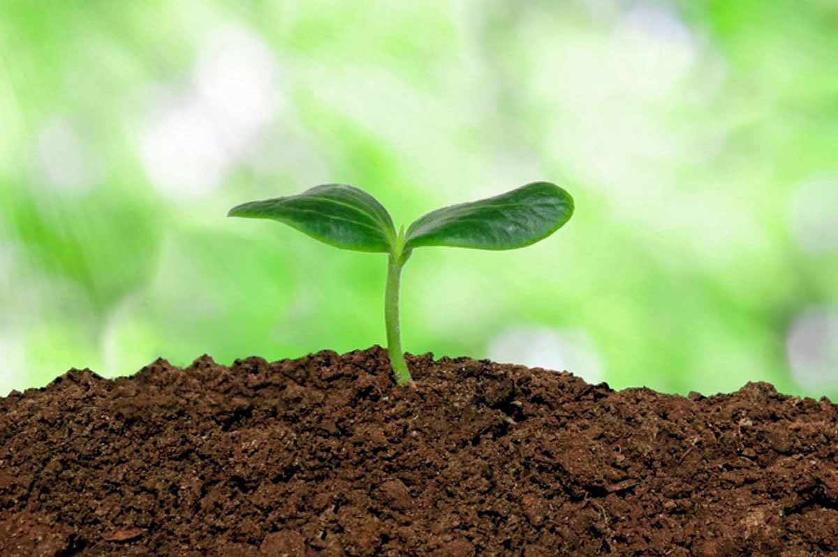 आप भी गार्डन में आसानी से लगा सकते हैं सुपारी का पौधा | how to grow ...