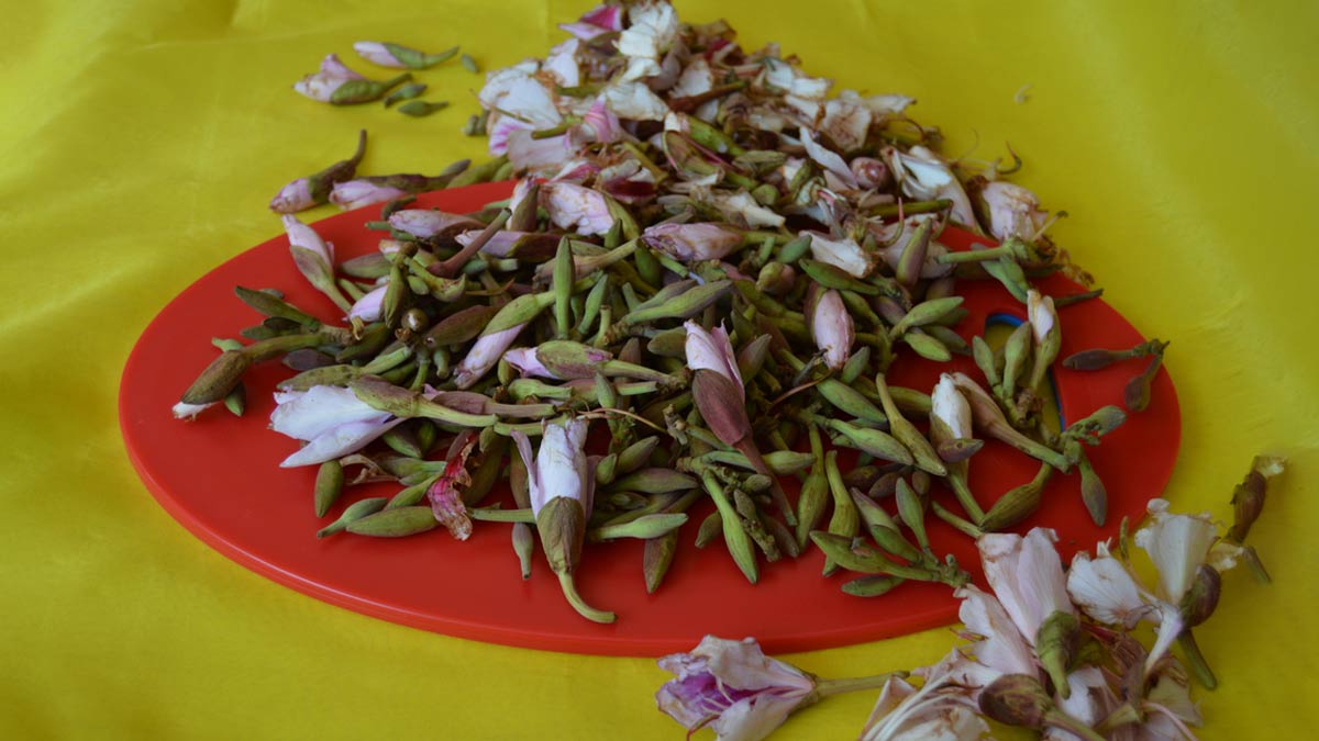 Kachnar Medicinal Uses| कचनार के फायदे क्या है| Kanchnar ke Fayde ...