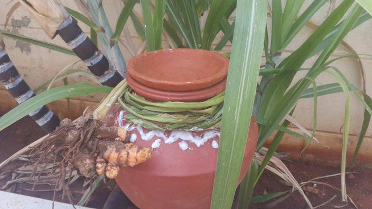 Pongal Pot | பொங்கல் பானை | tips to buy good pot for pongal in tamil ...