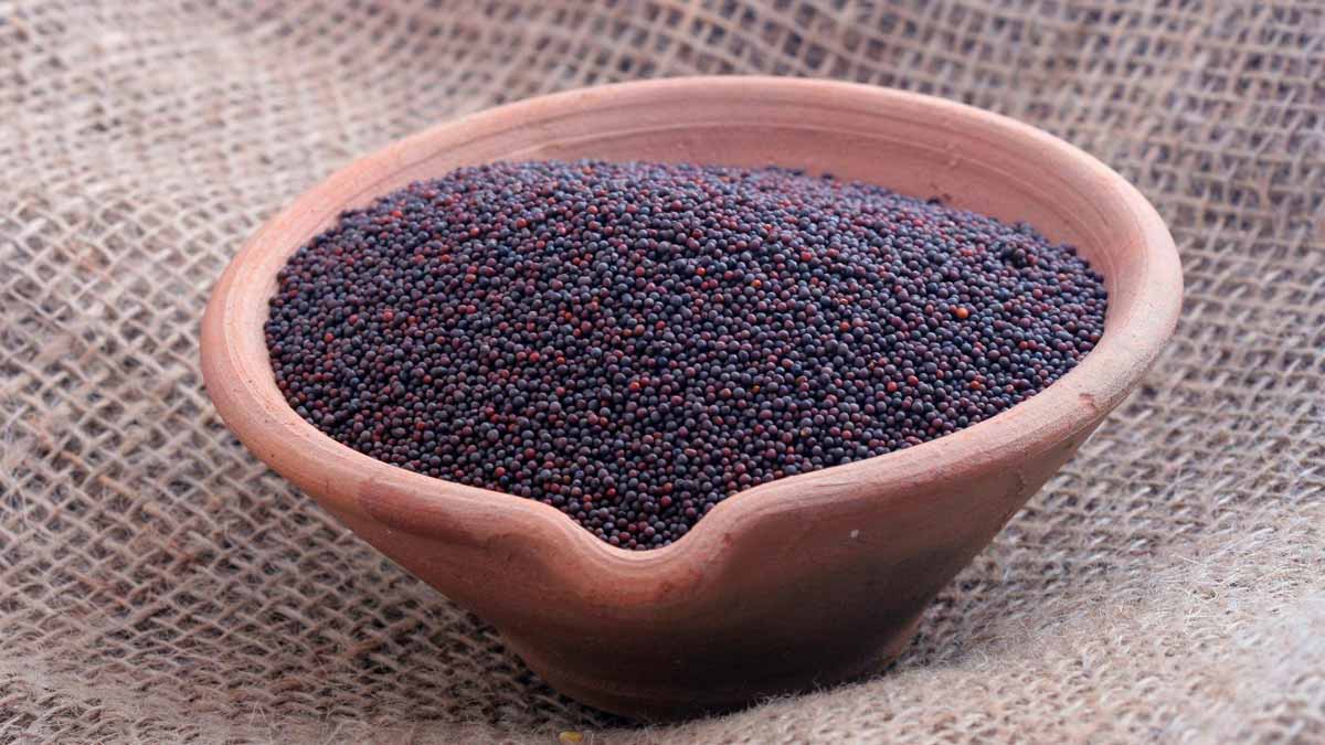 Rai Aur Sarso Ke Seeds |राई और सरसों के बीच का अंतर| Rai Aur Mustard Ke ...