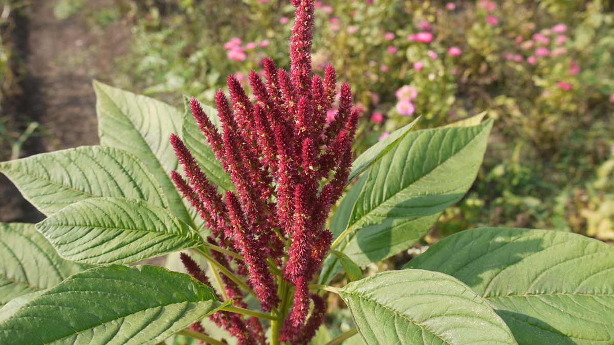 कब्ज की समस्या को दूर करने वाला यह पौधा आप भी गार्डन में लगाएं | how to ...