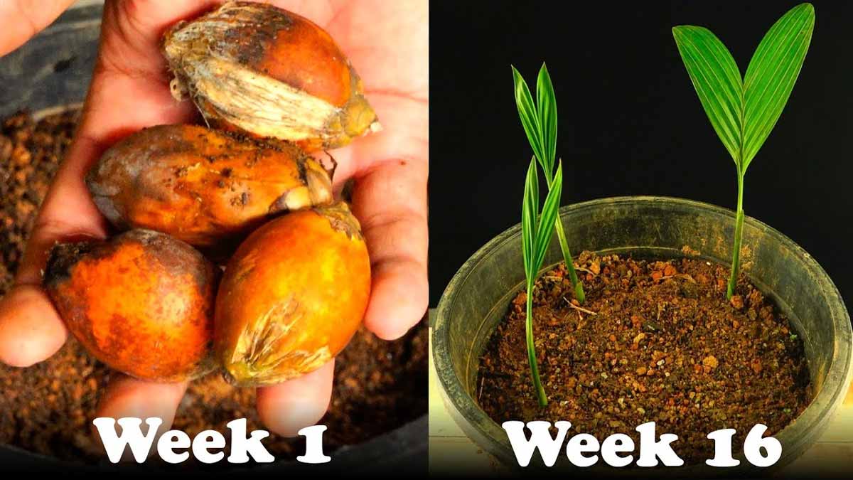 आप भी गार्डन में आसानी से लगा सकते हैं सुपारी का पौधा | how to grow ...