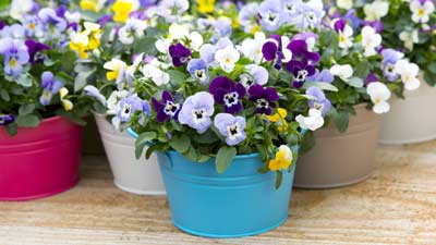 5 Ideal Spring Flowering Plants To Add To Your Garden | HerZindagi