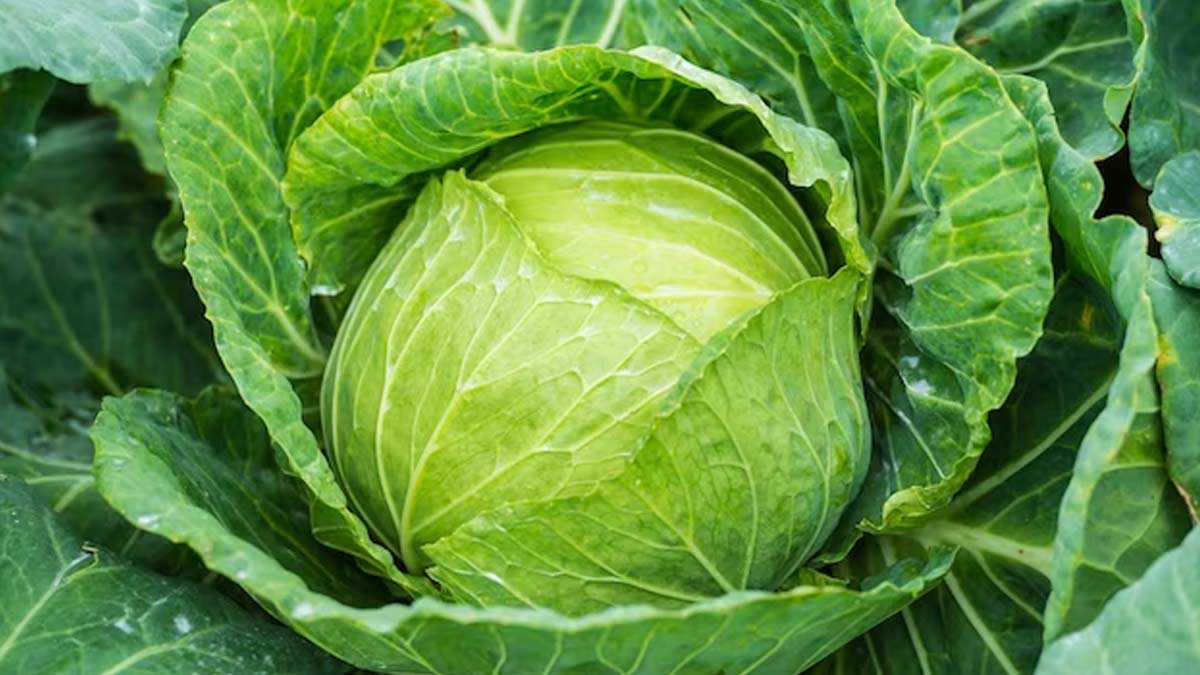 Cabbage Benefits : சத்தான முட்டைகோஸின் 5 சிறந்த ஆரோக்கிய நன்மைகள்! | 5 ...