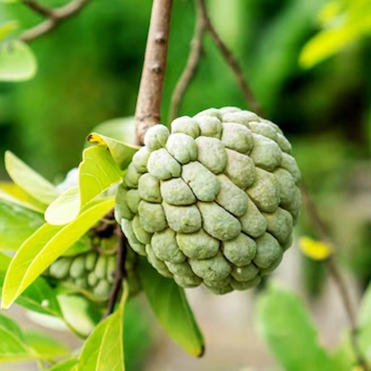 Custard Apple Myths : சீதாப்பழம் பற்றிய இந்த கட்டுக்கதைகளை யாரும் ...