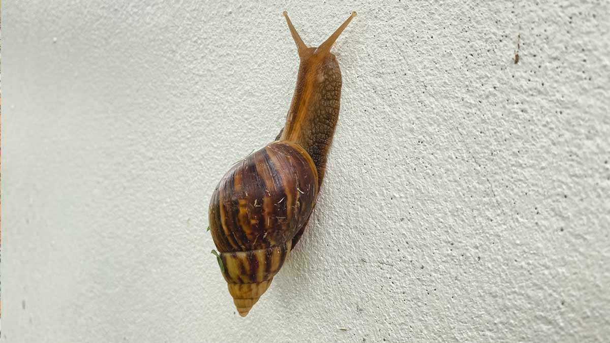 मानसून में गार्डन से घोंघे को दूर भगाने के आसान घरेलू टिप्स एंड ट्रिक्स ...