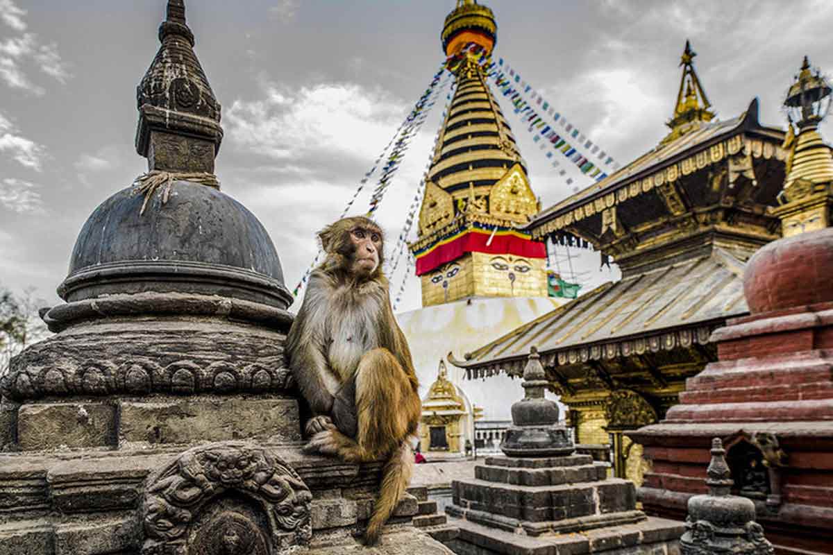 Monkey Boon: बंदरों ने क्यों मांगा था श्री राम से ऐसा वरदान? | why did ...