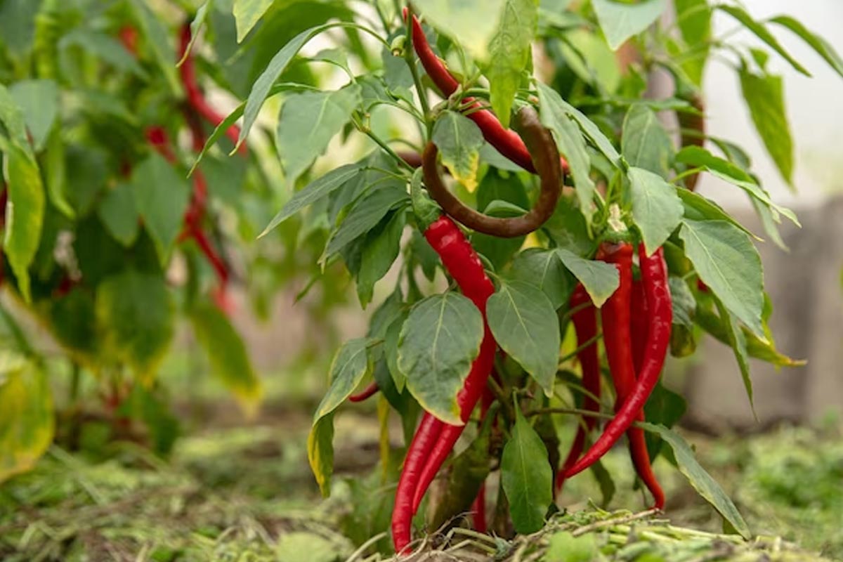 लाल मिर्च का पौधा लगाते समय इस तरह तैयार करें मिट्टी | how to prepare ...
