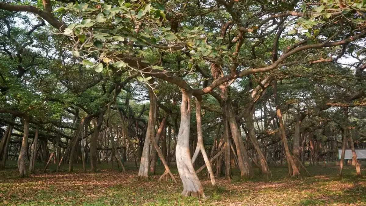 यूपी के बुलंदशहर में मिला दुनिया का सबसे पुराना बरगद का पेड़, जानें ...