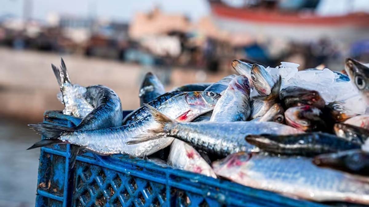 Fish Market : தமிழ்நாட்டில் இருக்கும் மிகப் பெரிய மீன் மார்க்கெட்டுகள் ...