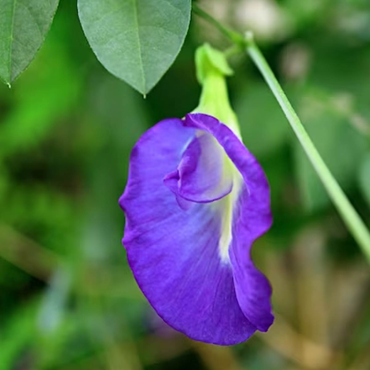 Vastu Tips: घर में वास्तु के अनुसार लगाएं शंखपुष्पी का पौधा, आएगी सुख ...