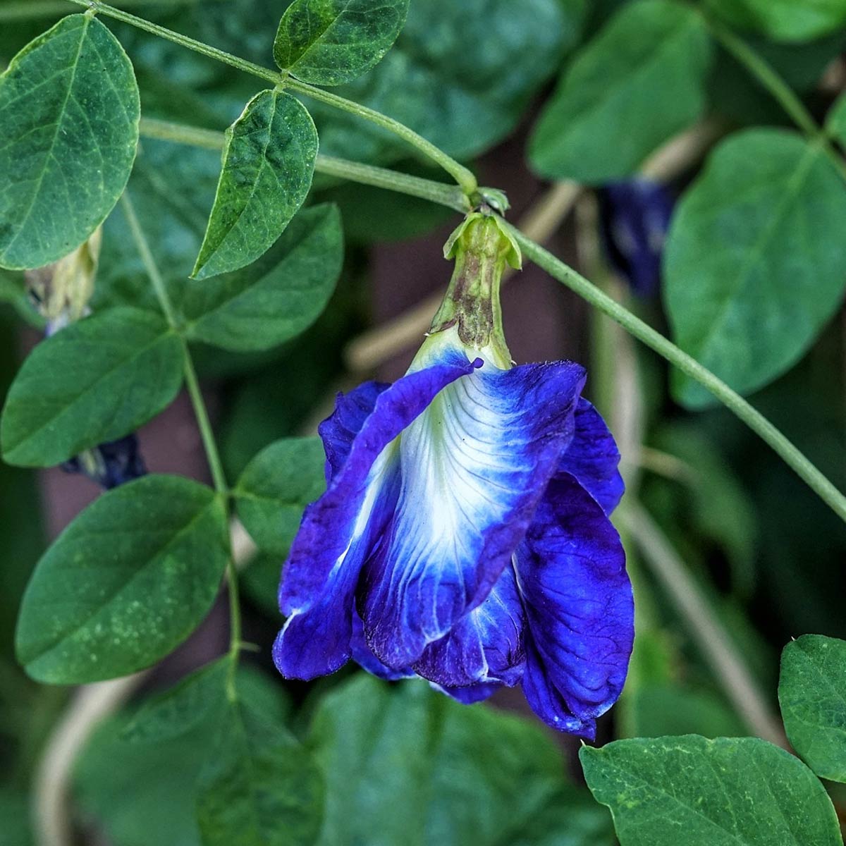 Vastu Tips: घर में वास्तु के अनुसार लगाएं शंखपुष्पी का पौधा, आएगी सुख ...