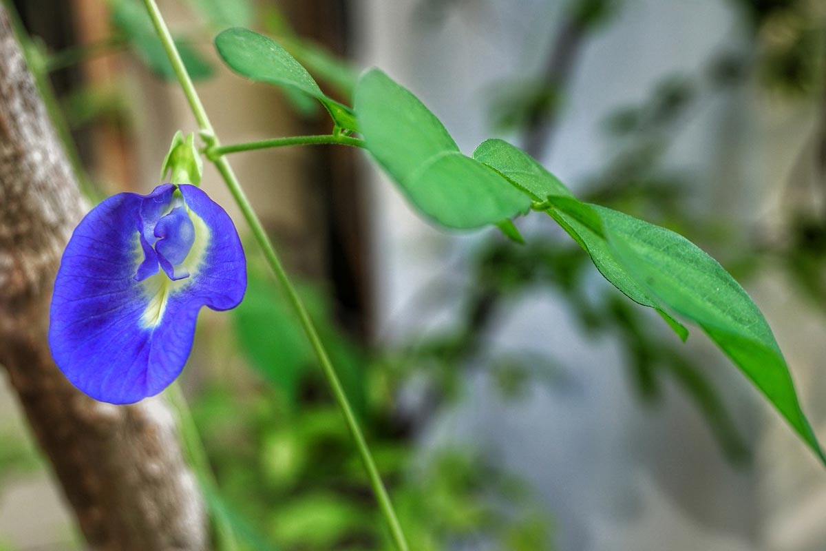 Vastu Tips: घर में वास्तु के अनुसार लगाएं शंखपुष्पी का पौधा, आएगी सुख ...