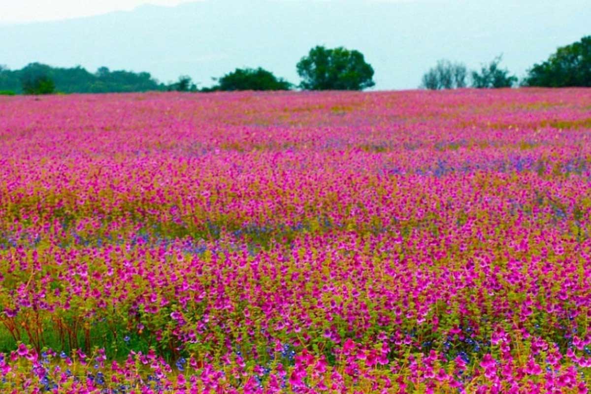 स्प्रिंग सीजन में पार्टनर संग भारत की इन हसीन जगहों पर घूमने पहुंचें ...