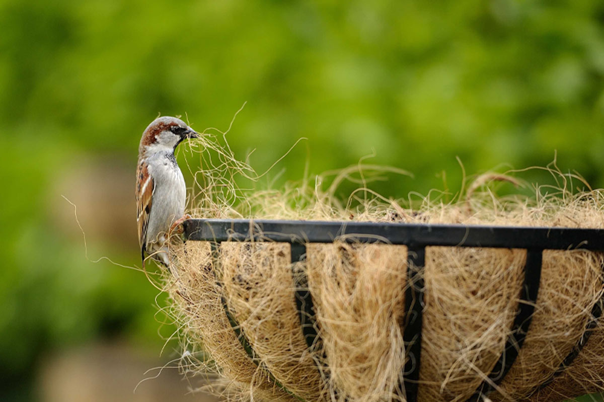 Lucky Bird Nest: घर में इस पक्षी का घोंसला बनाना होता है शुभ, मिलते हैं ...