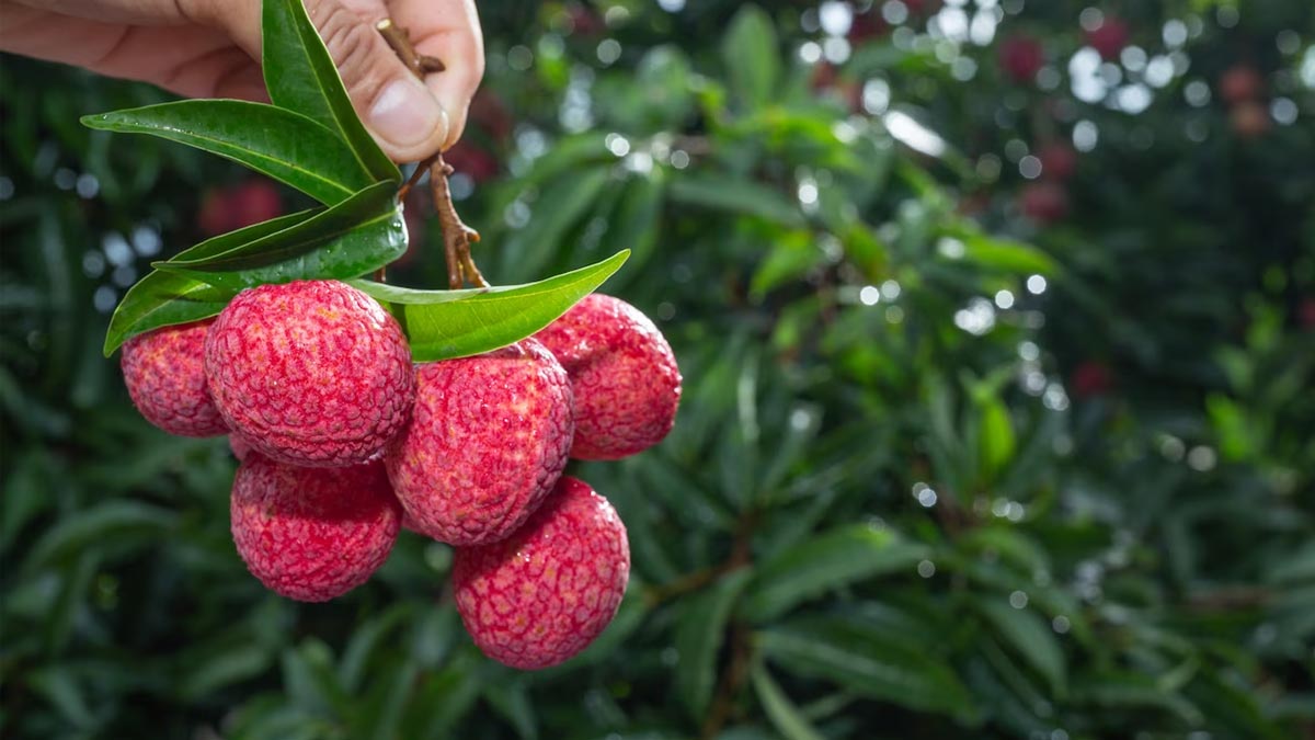 Storing Tips: लीची को ऐसे करें स्टोर, 7-10 दिन तक नहीं होगी खराब | how ...