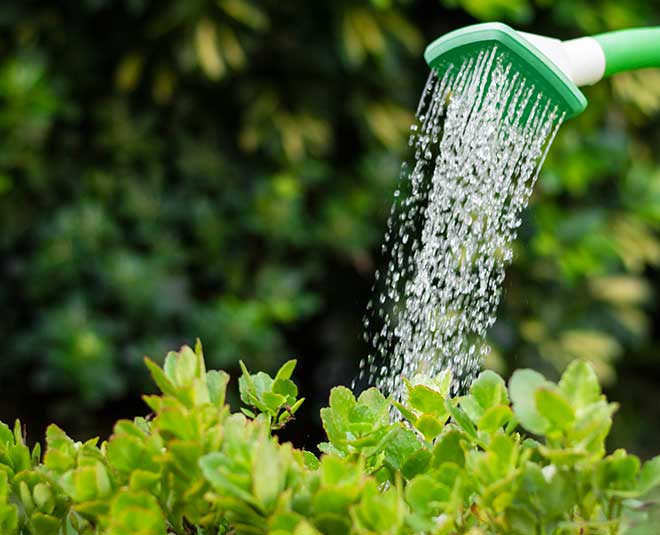 How To Grow Parijat Plant At Home: ठंड के मौसम में इस तरह रखें पारिजात ...