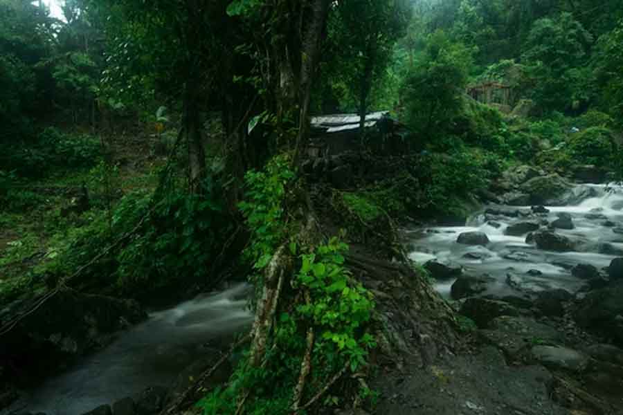 Explore These 5 Incredible Rainforests In India For A Thrilling ...