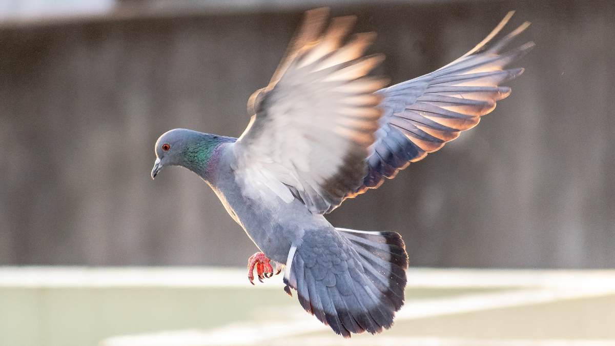 Pigeons Have Been Laying Eggs On Your Balcony? Here Is Why It Is Good ...