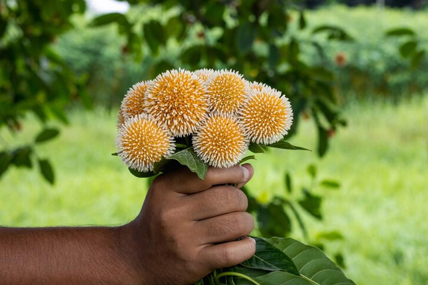 Diwali 2023: Sow This Seed To Make Way For Wealth And Prosperity ...