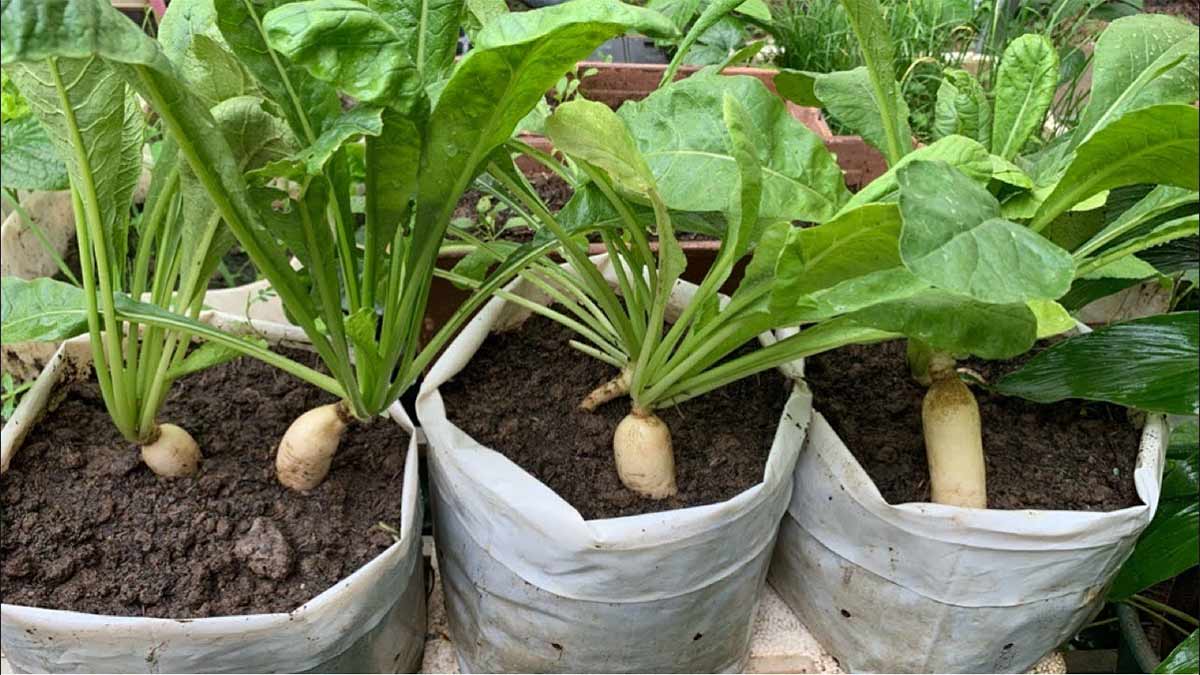 Regrow Radish: घर पर ही मूली के डंठल को उगाने का यह है आसान तरीका | how ...