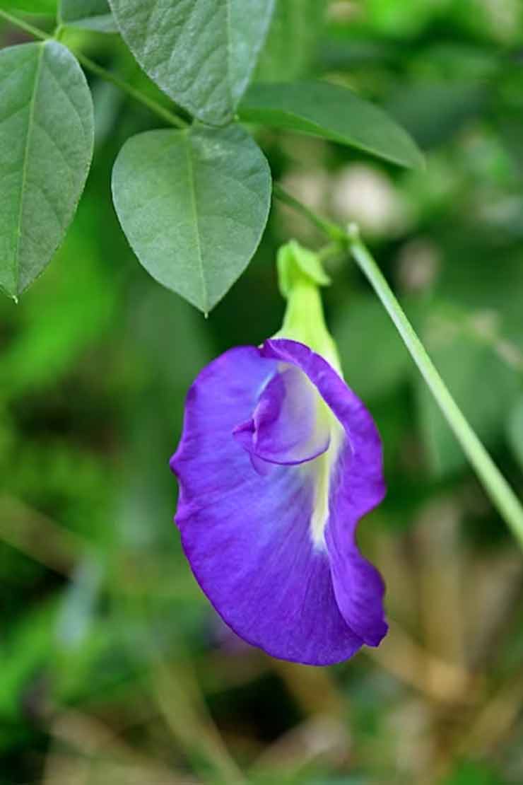 Aparajita Phool Ke Upay in Dussehra: धन लाभ के लिए दशहरा के दिन आजमाएं ...